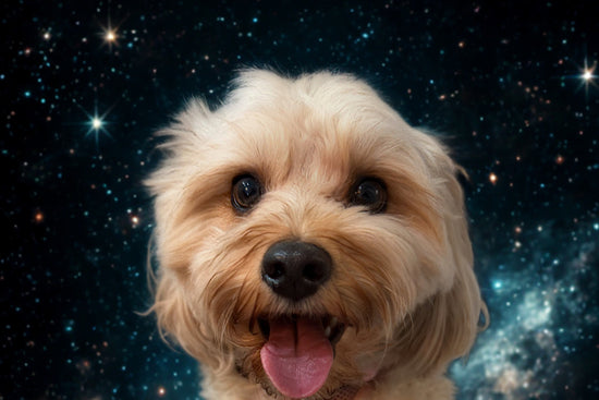 Starry Snacks - Treat your pet like a star!